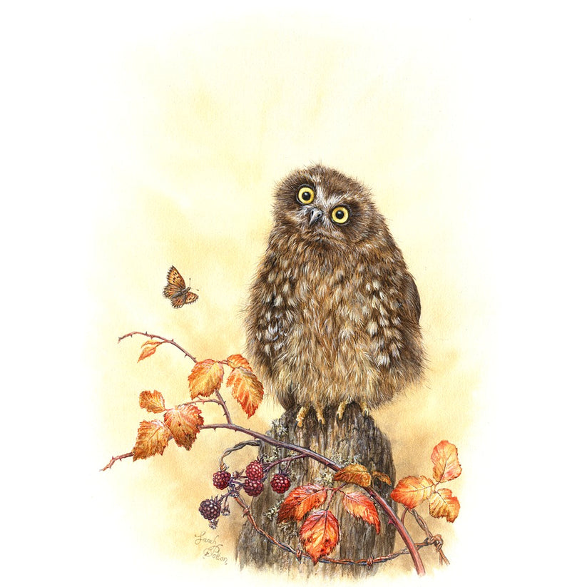 Morepork Owl Painting for Sale by NZ Artist - Native Ruru, Butterfly ...