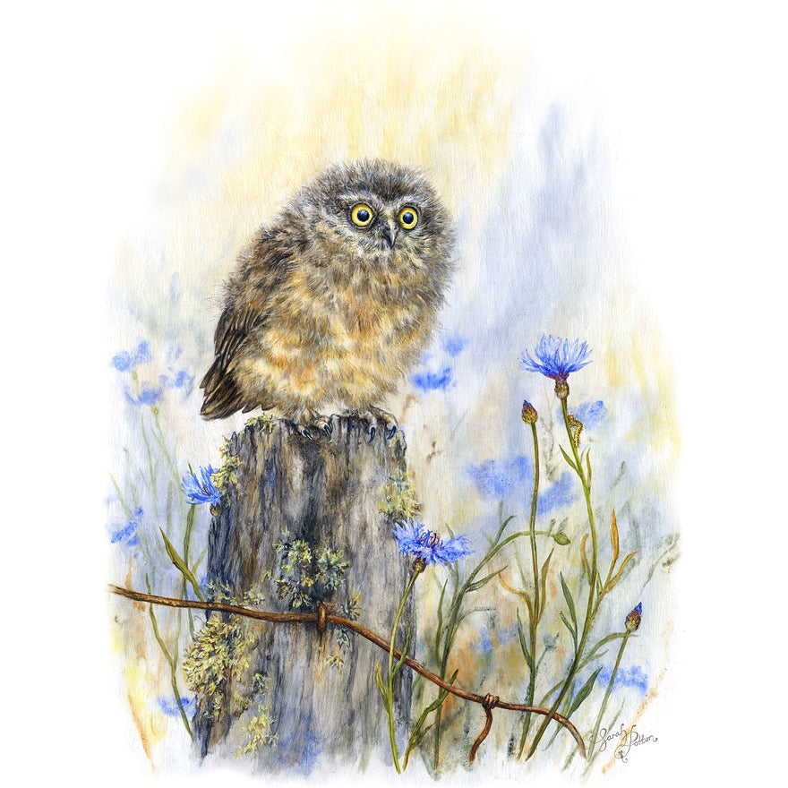 Morepork Owl - Ruru Art Prints for Sale by NZ Artist – Mousewhisker Studio