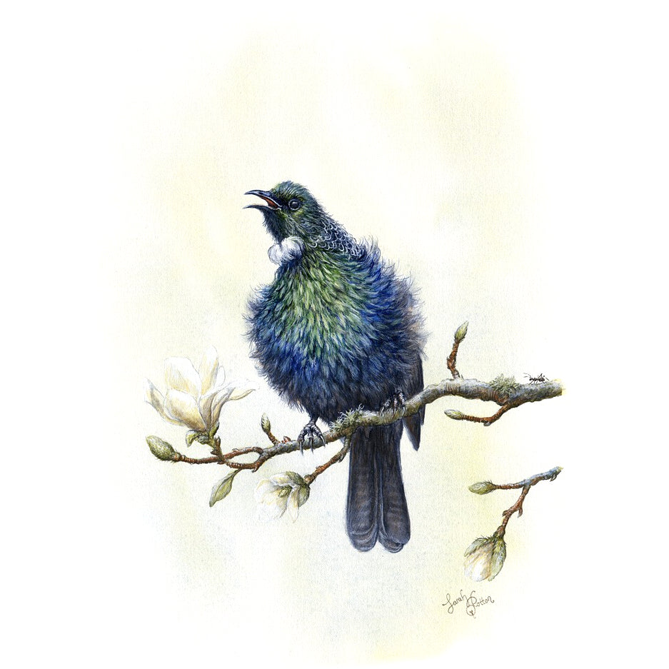 Tui Art - NZ Native Bird Prints for Sale – Mousewhisker Studio