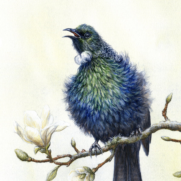 Tui Art - NZ Native Bird Prints for Sale – Mousewhisker Studio